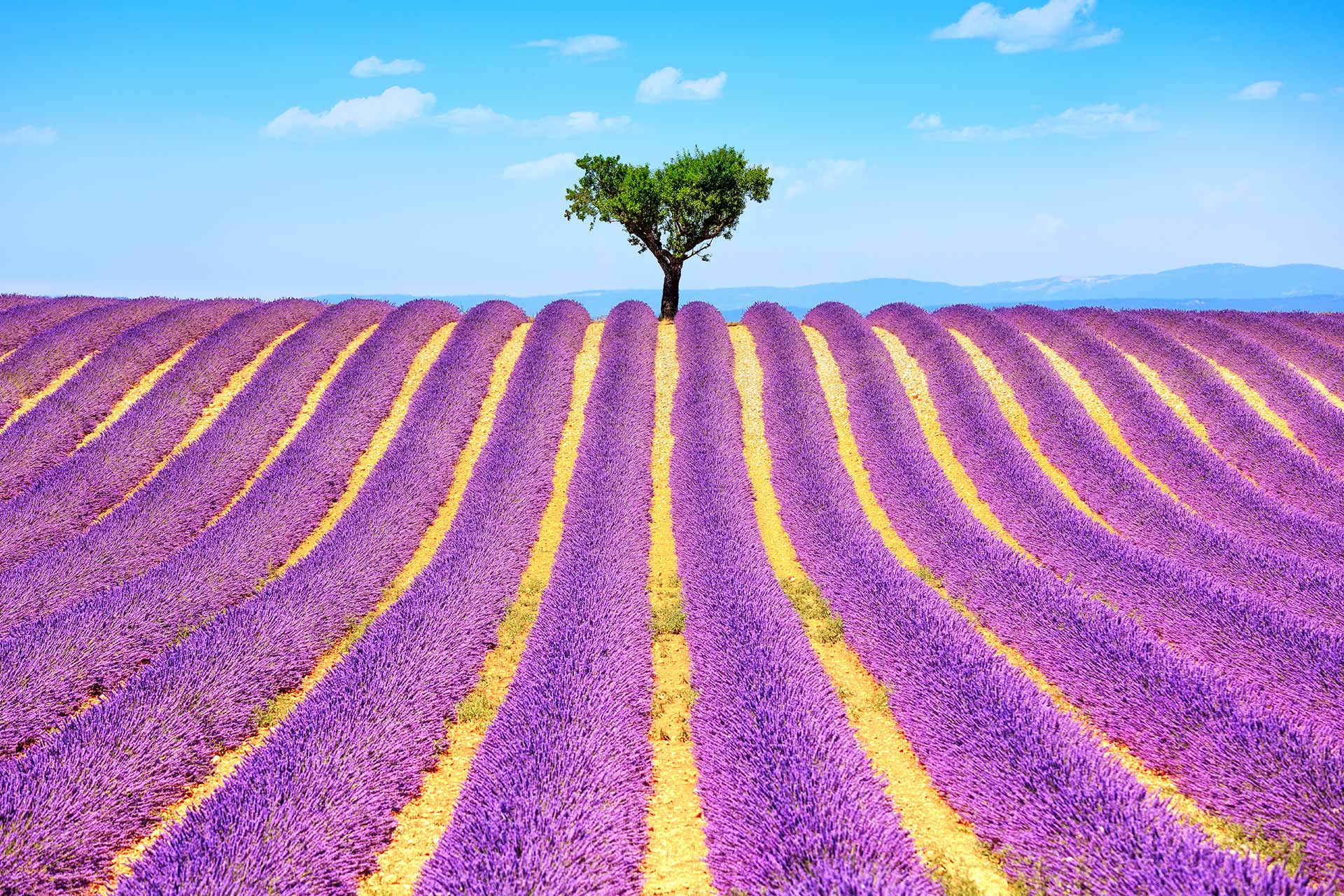 Colours of France - WP Sierra Demo Language School (Pro)